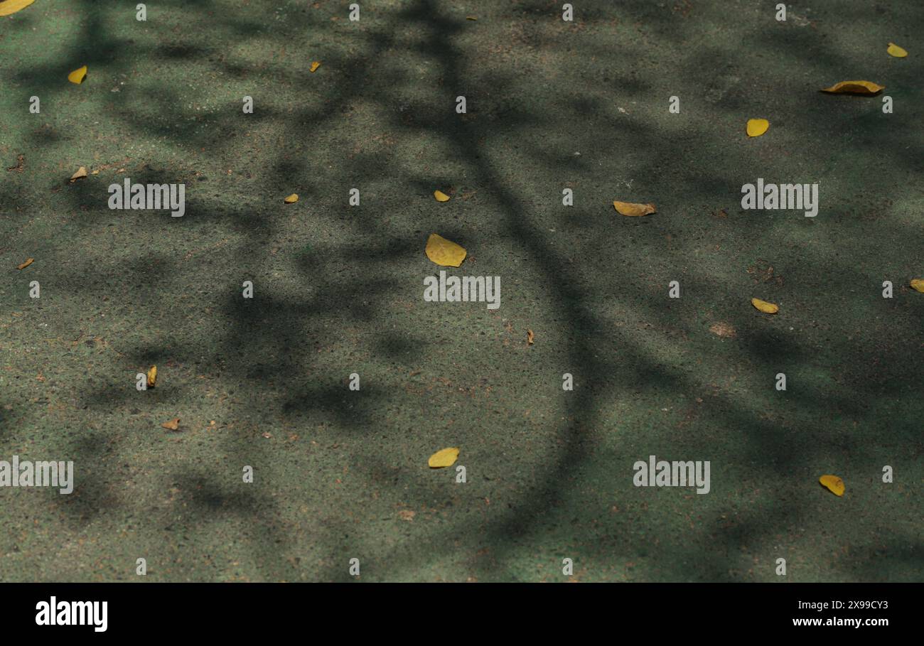 Natural organic tree shadows overlay on fallen leaves and green path ...