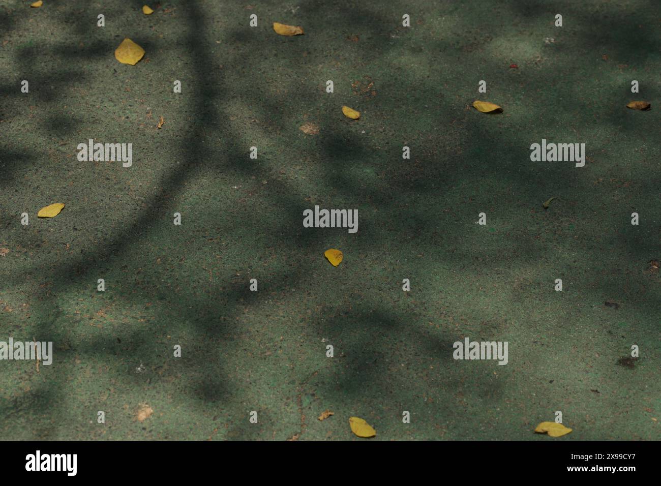 Organic aesthetic shadow nature overlay against green vintage rustic ...