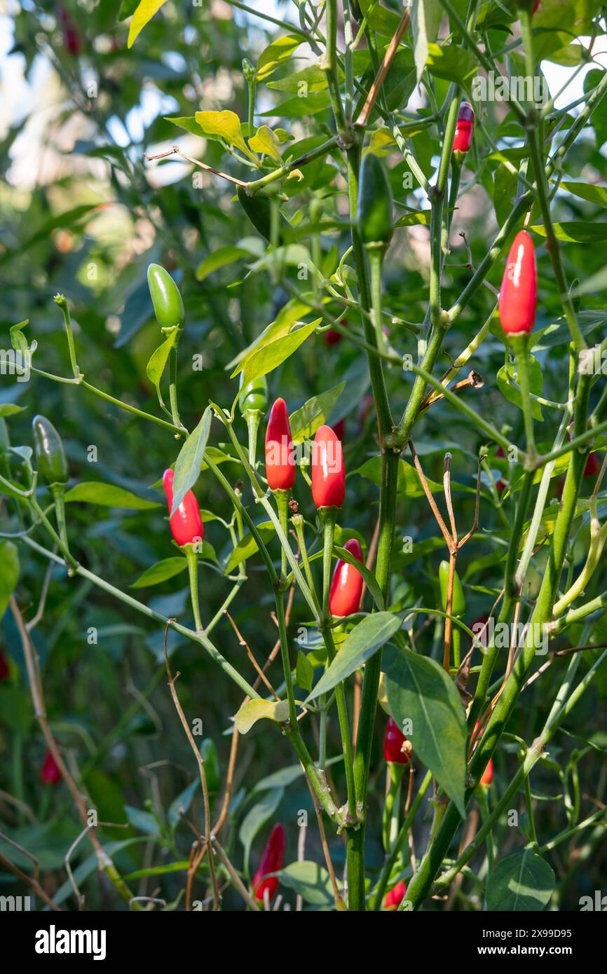 Chili pepper plant bearing small chili peppers at different stages of ...