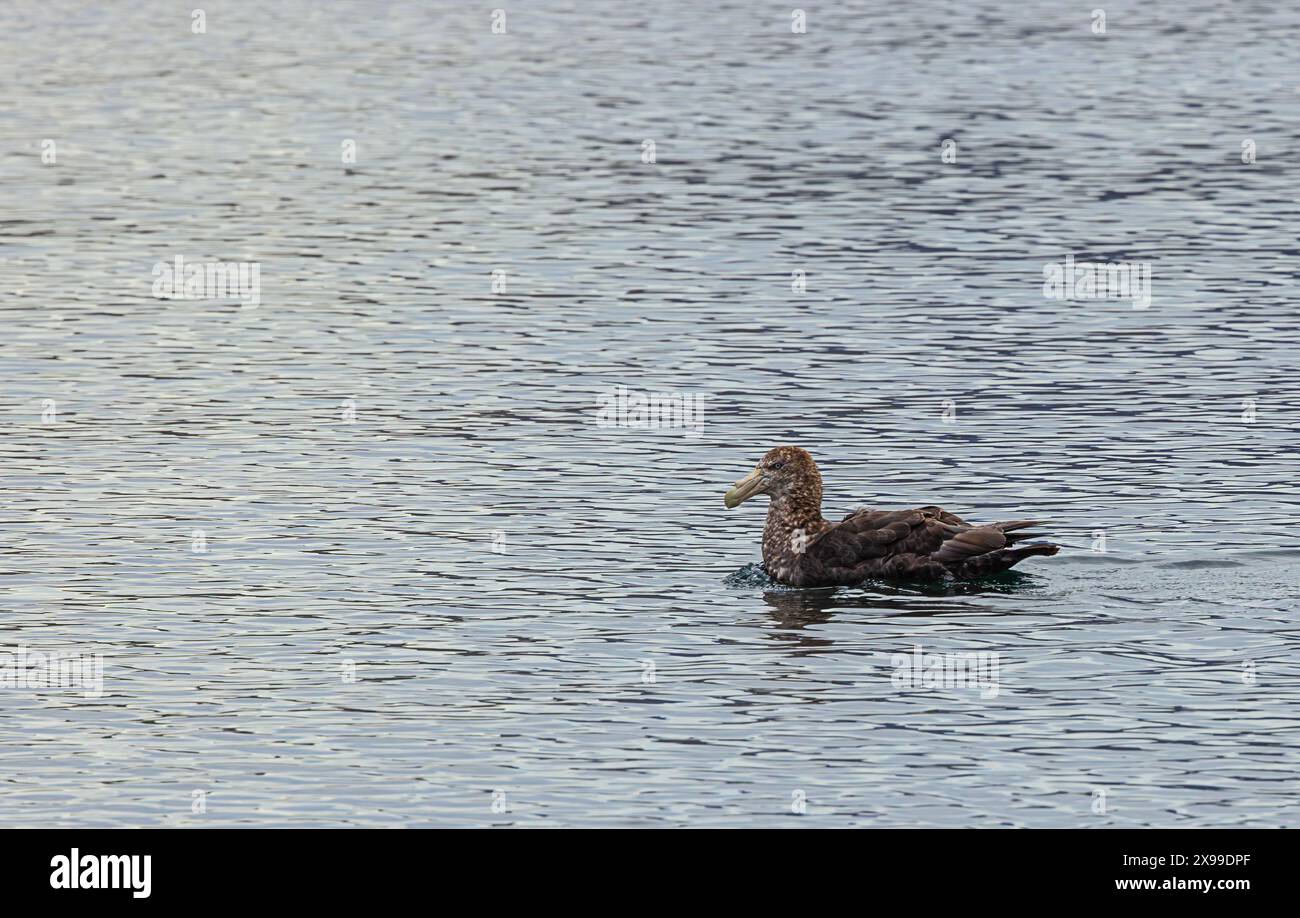 Southern giant petrel swimming of the Beagle Channel just outside the ...
