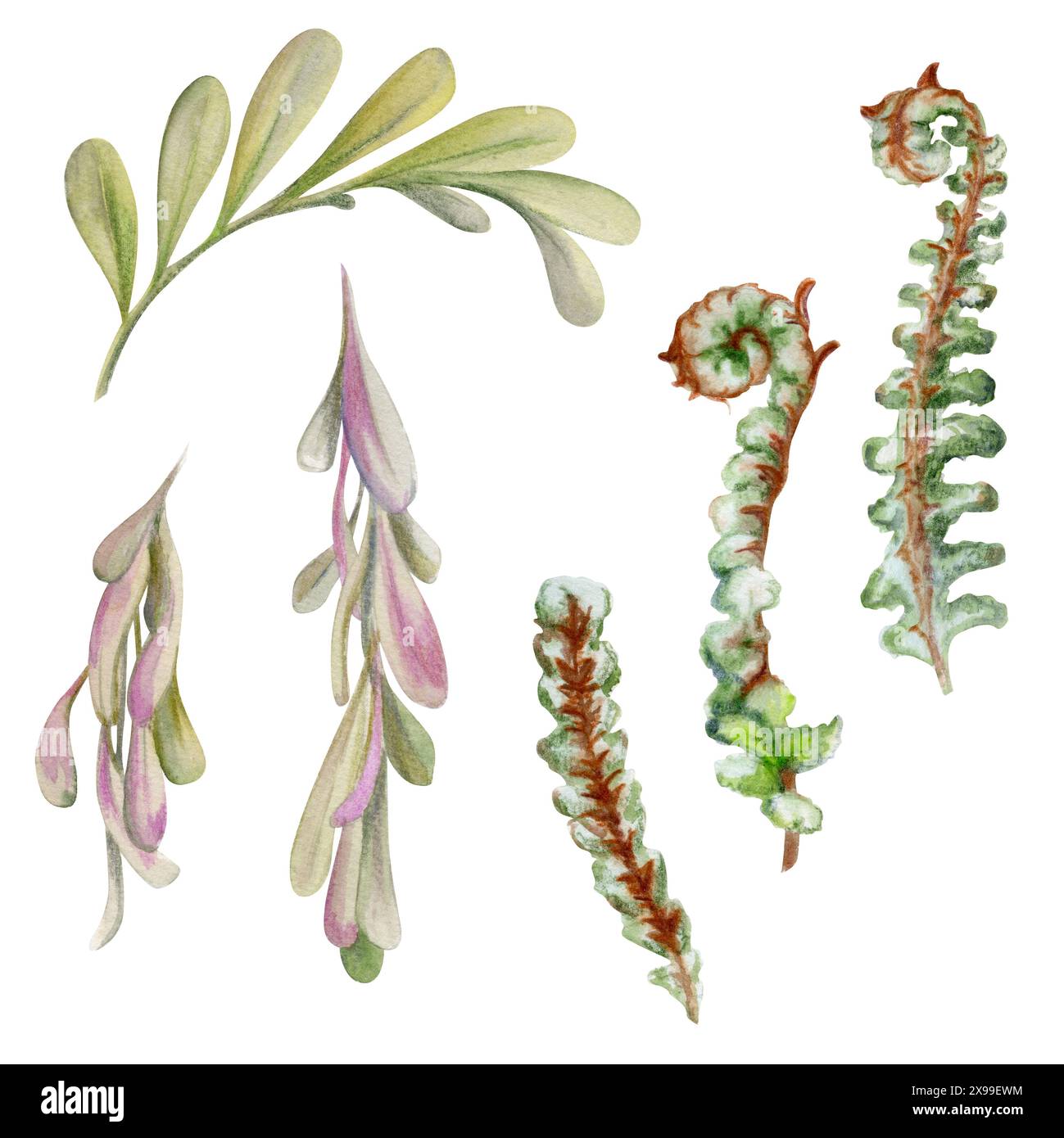 Hand drawn watercolor illustration shabby boho botanical leaves. Ash ...