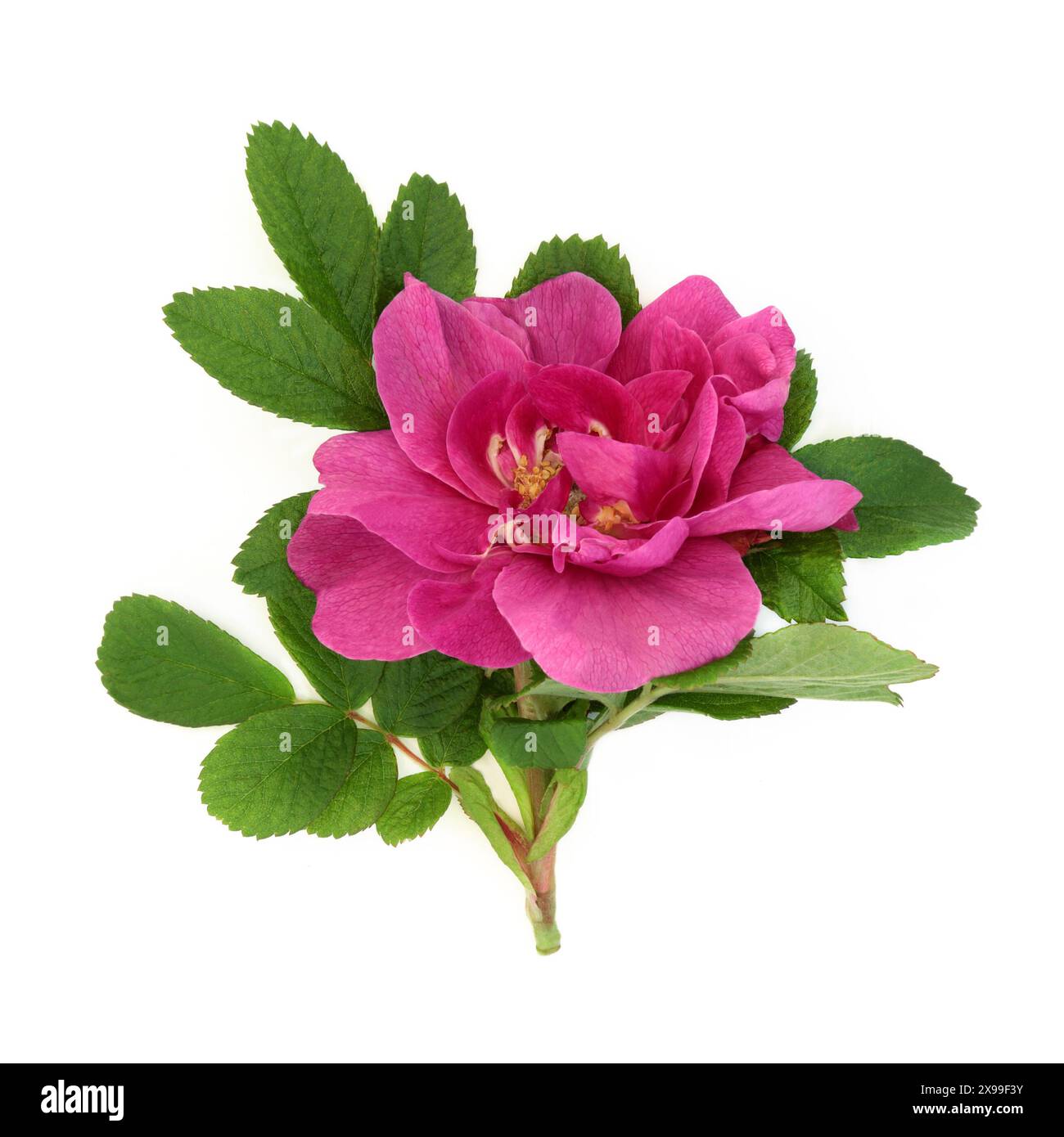 Rosa rugosa red rose flower on white background. Wildflower used in ...