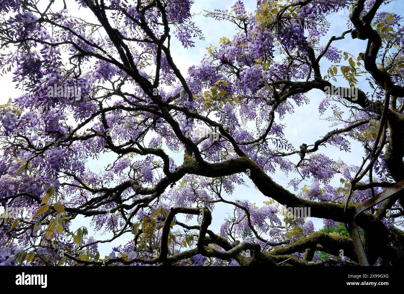 Wisteria tree hi-res stock photography and images - Alamy