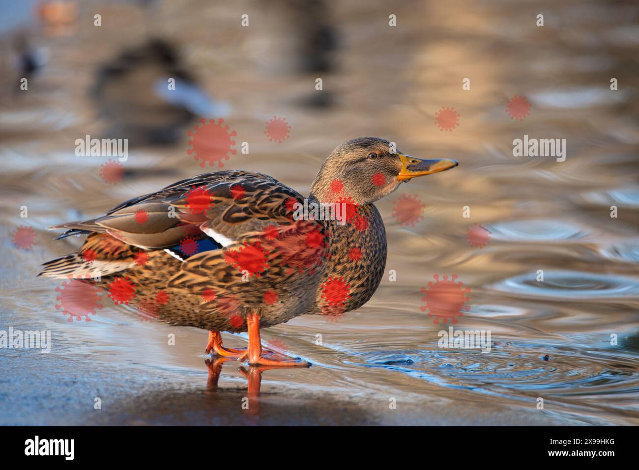Bird flu virus outbreak, Avian influenza, infectious disease spreading ...