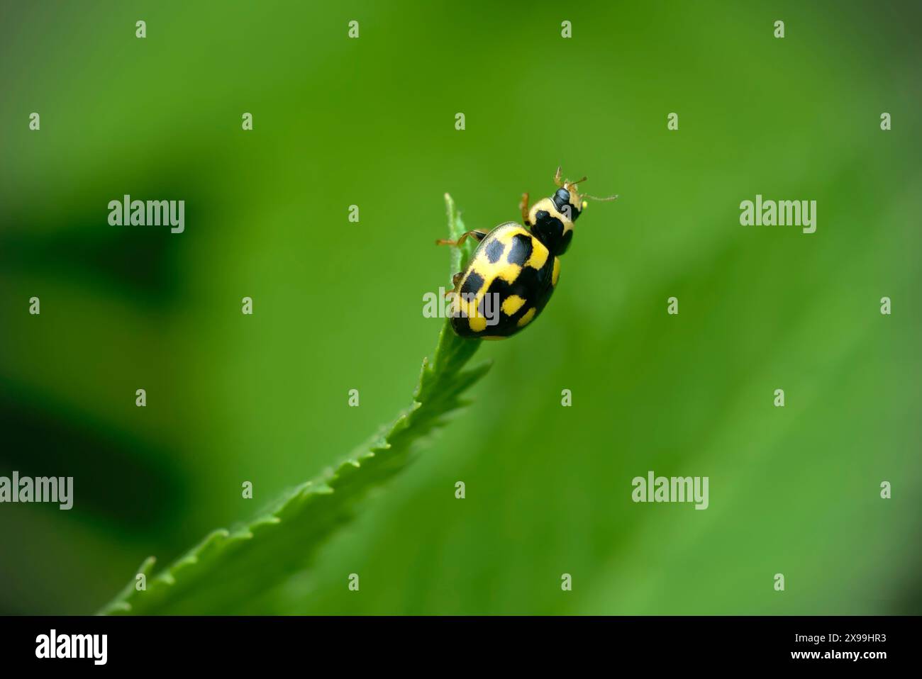 Closeup of a 14-spotted ladybird beetle (Propylea quatuordecimpunctata ...