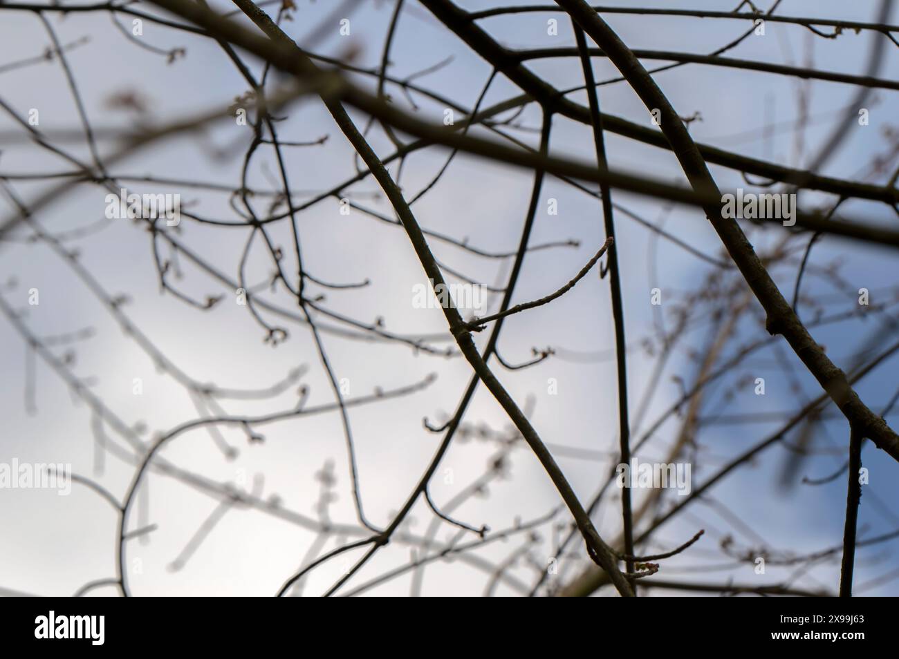 Close Up Branches Of A Acer Saccharinum Borns Gracious Tree At Amsterdam The Netherlands 4-4 ...