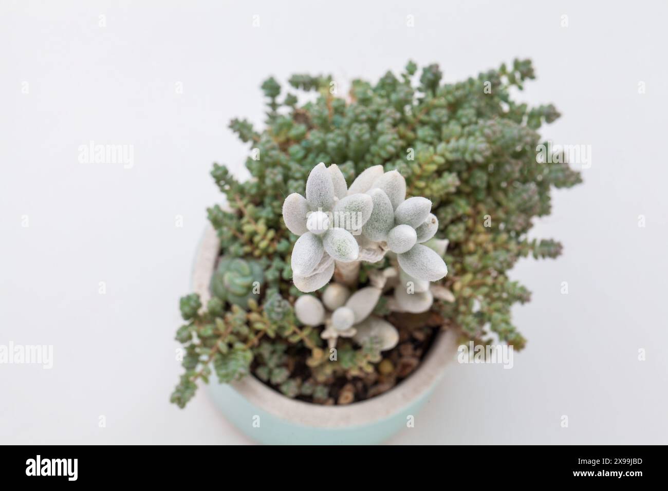 Fluffy Senecio haworthii succulent top view Stock Photo - Alamy