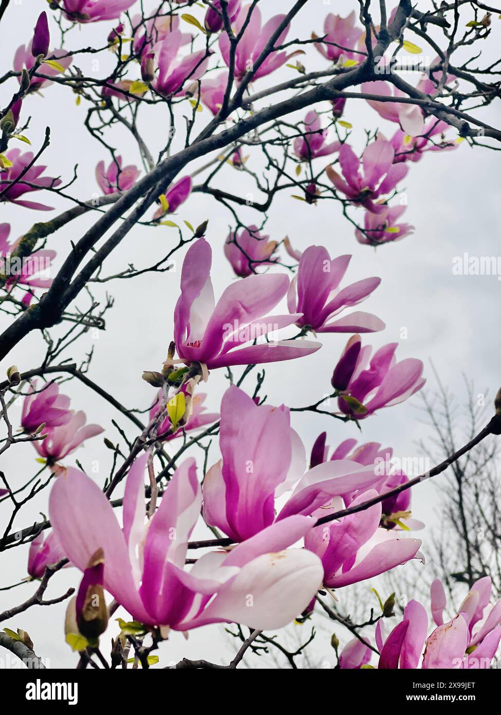 Magnolia flower georgia hi-res stock photography and images - Alamy