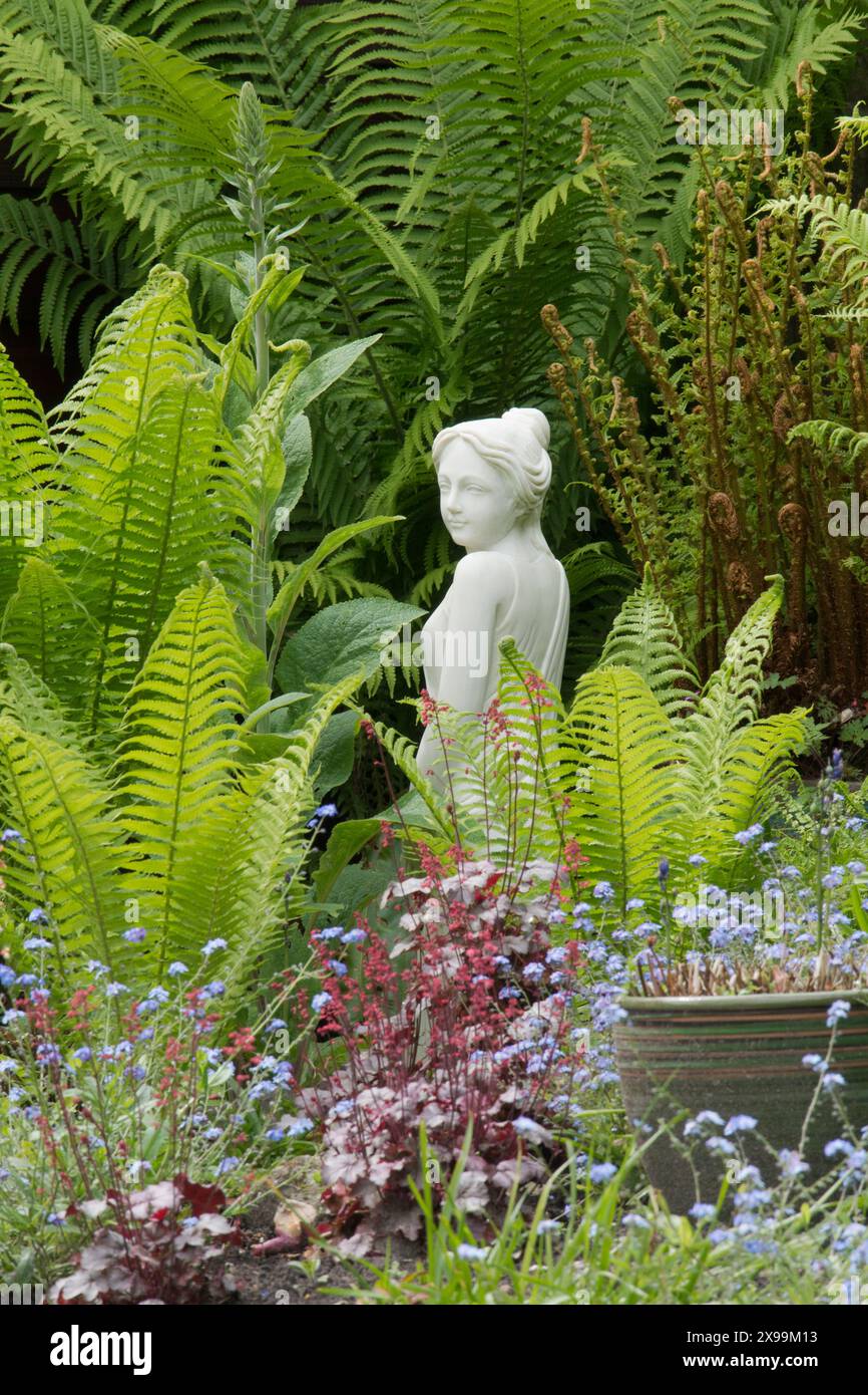 Shuttlecock fern, Ostrich Fern, Ostrich-Feather Fern, Matteuccia ...