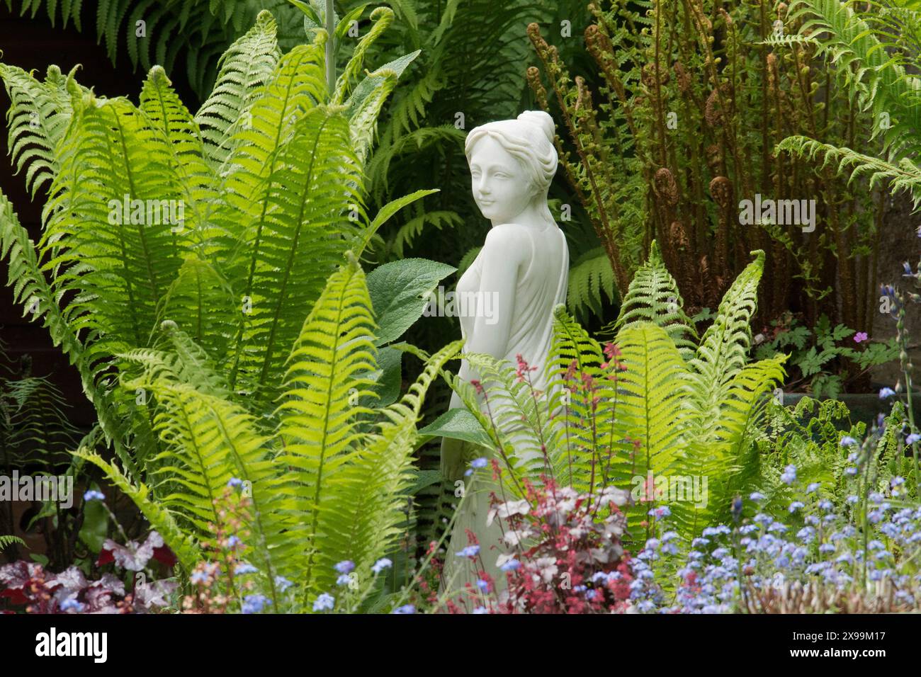 Shuttlecock fern, Ostrich Fern, Ostrich-Feather Fern, Matteuccia ...