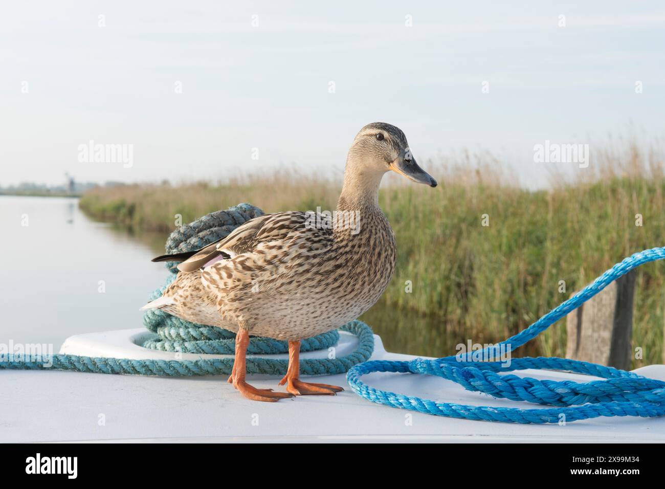 Mallard duck on the deck of a holiday cruising boat hoping to be fed ...
