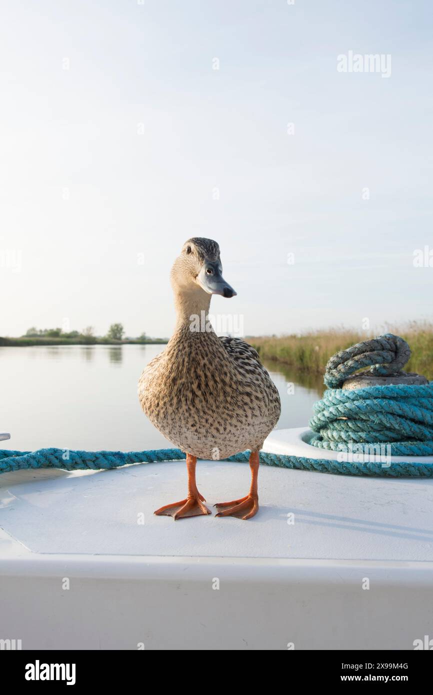 Mallard duck on the deck of a holiday cruising boat hoping to be fed ...