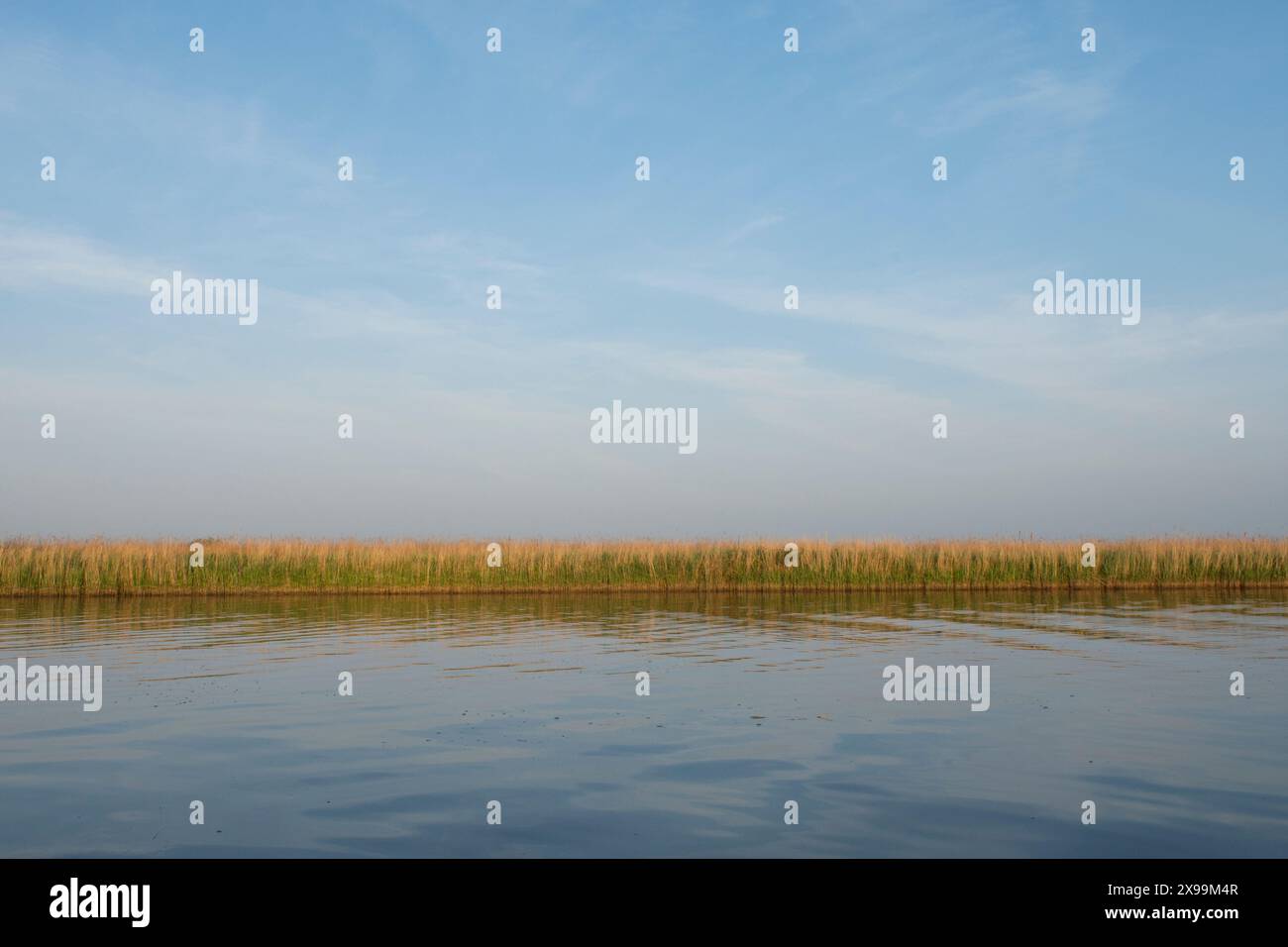 graphic panorama of common reeds and their reflection in a line ...