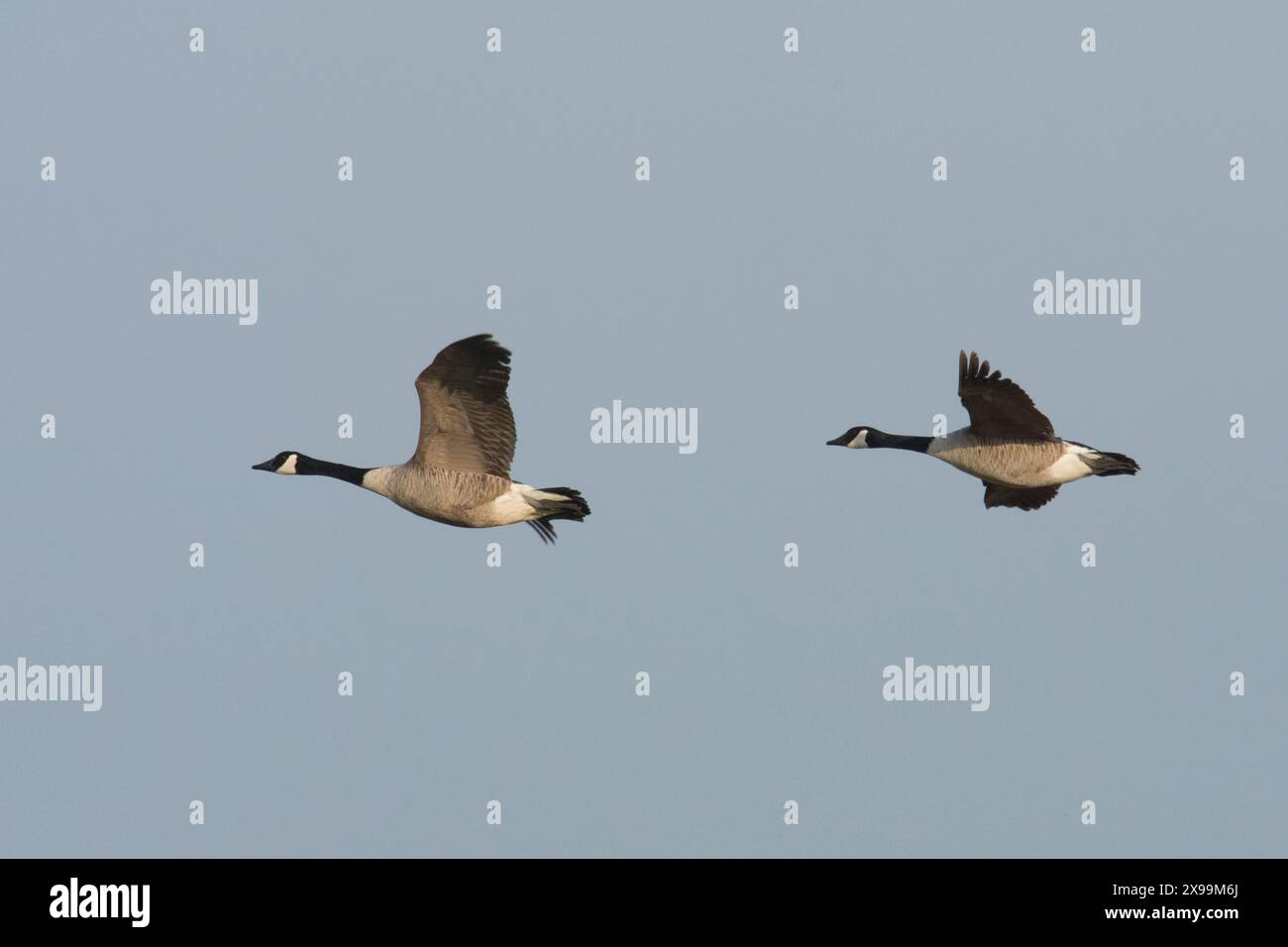 Canada Geese, Branta canadensis, pair flying, two in flight, Norfolk ...