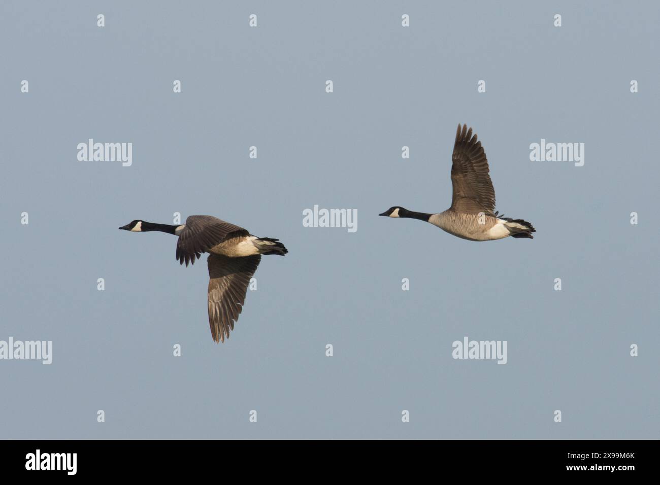 Canada Geese, Branta canadensis, pair flying, two in flight, Norfolk ...