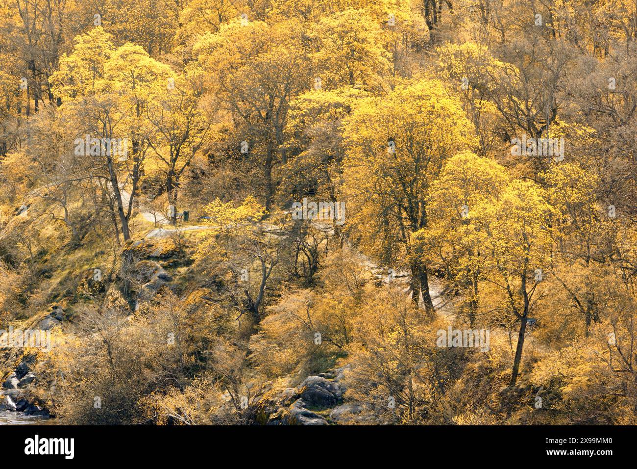 Autumn landscape beautiful colored trees Stock Photo - Alamy