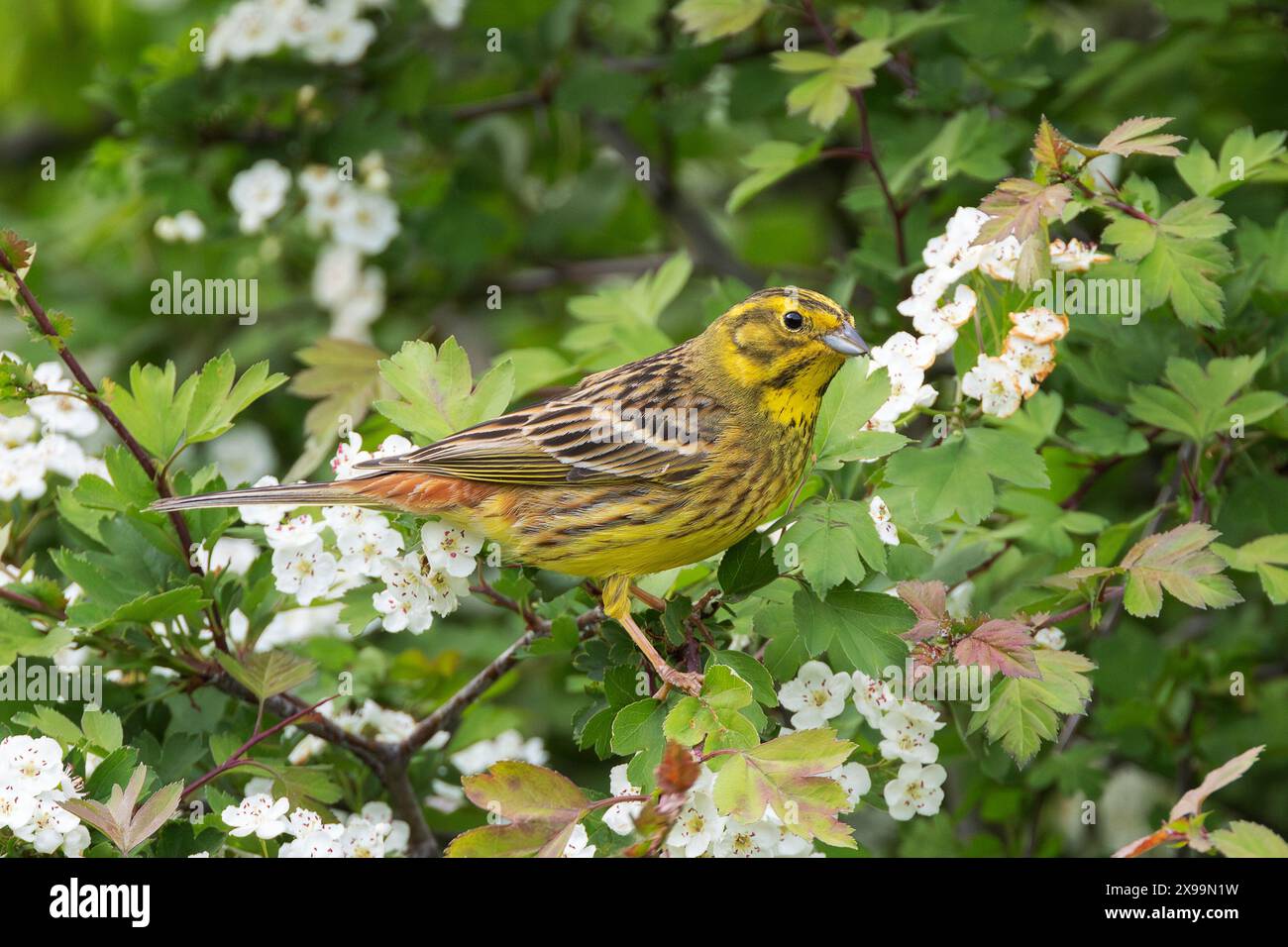 Yellow hammer bird hi-res stock photography and images - Alamy
