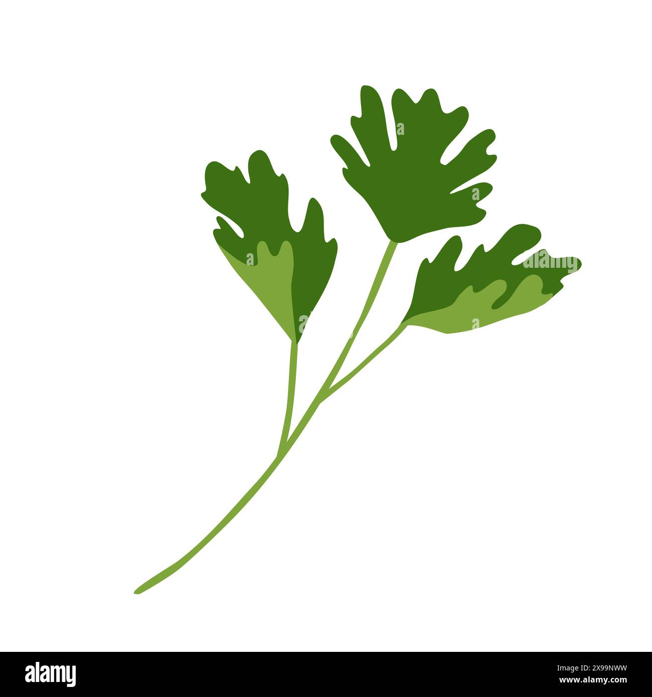Twig with fresh parsley leaves, vector illustration Stock Vector Image ...