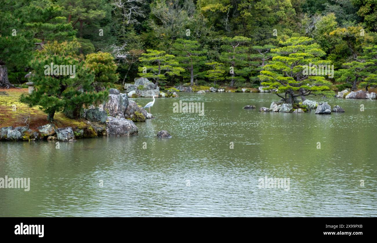 Japanese garden with pond, crane bird resting on rocks. Kinkaku-ji ...