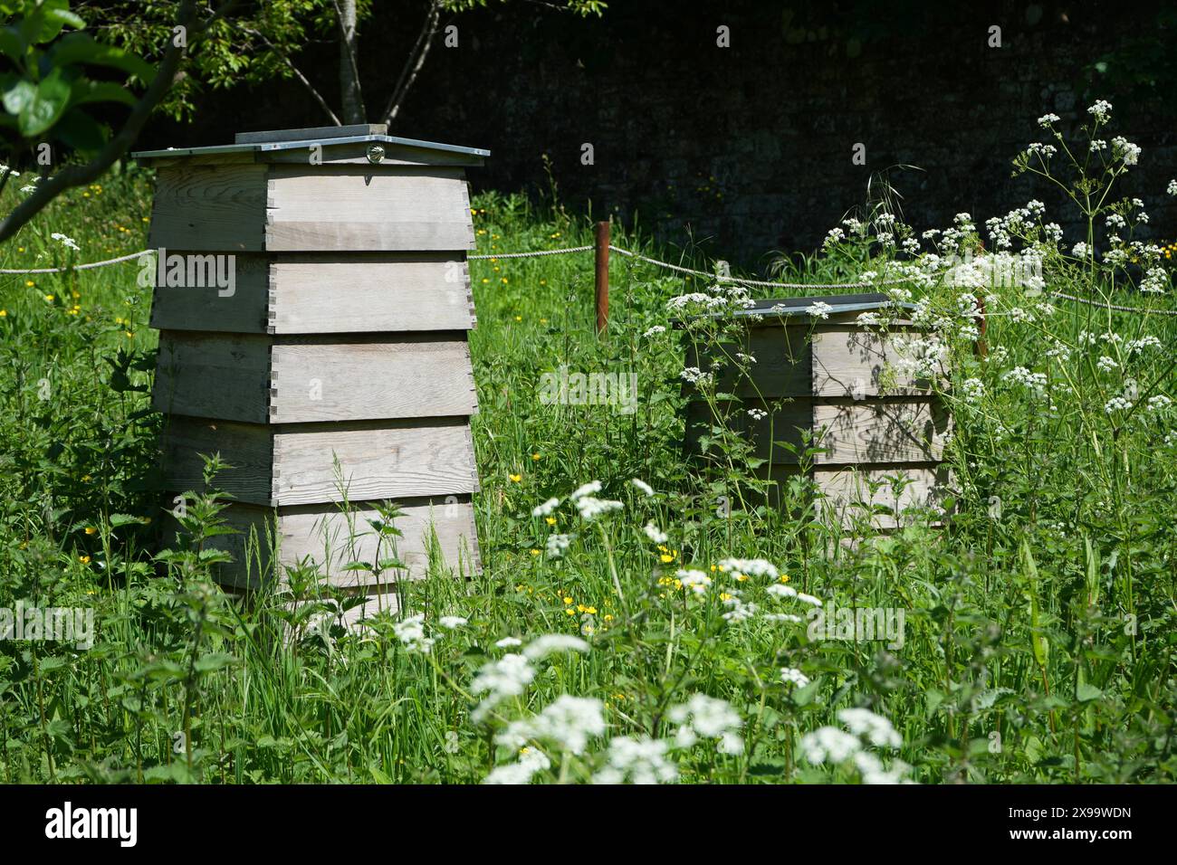 Hives in bee garden beekeeping hi-res stock photography and images - Alamy