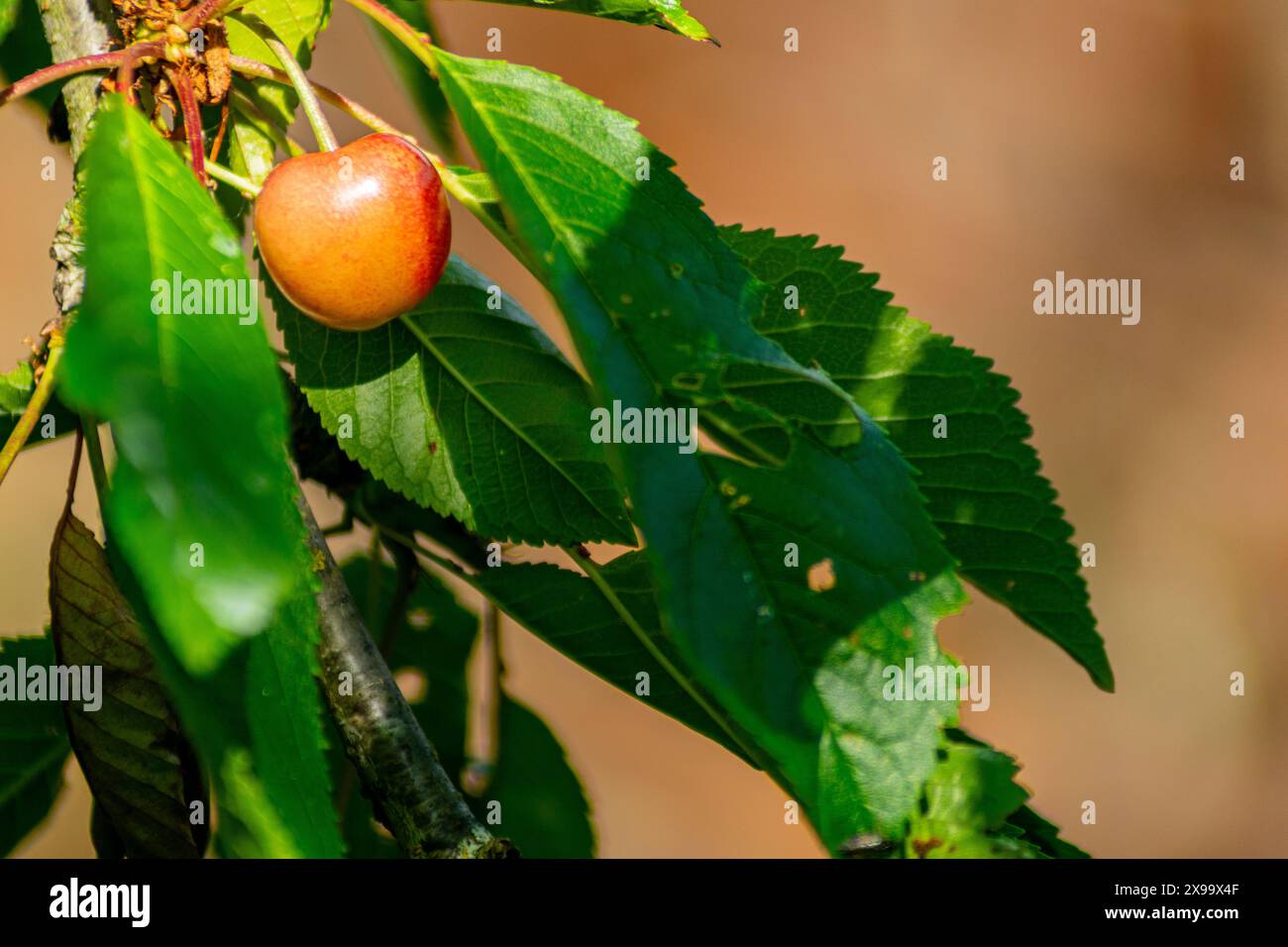 Ripe organic cherry fruit growing on tree in orchard, healthy ...