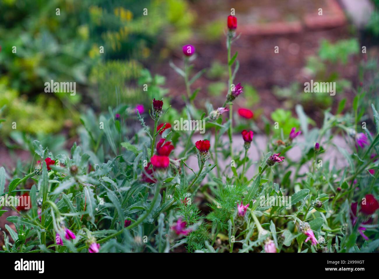 Cyanus tchihatcheffii, centauera tchihatcheffii flower is endemic for ...