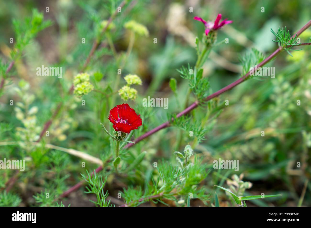 Cyanus tchihatcheffii, centauera tchihatcheffii flower is endemic for ...