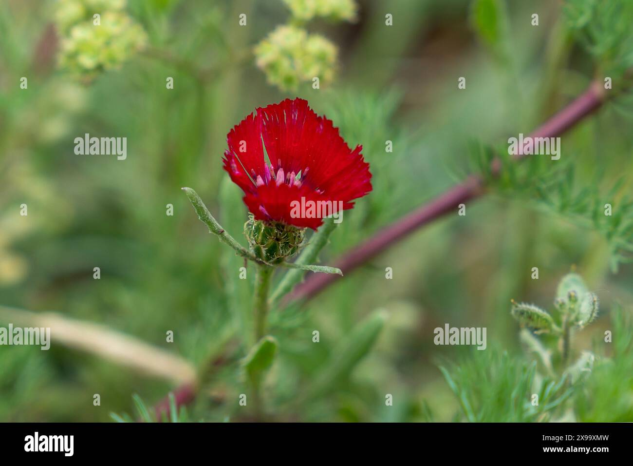 Closeup view of cyanus tchihatcheffii, centauera tchihatcheffii flower ...