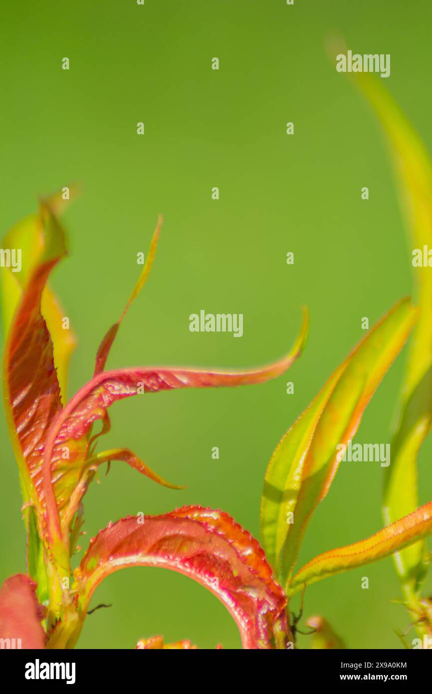 Close up view of ranch of a peach tree with leaf curl caused by a ...