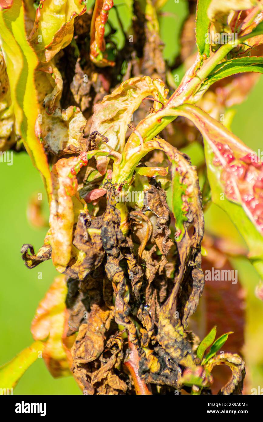Close up of peach leaves infected by peach leaf curl, fruit tree ...