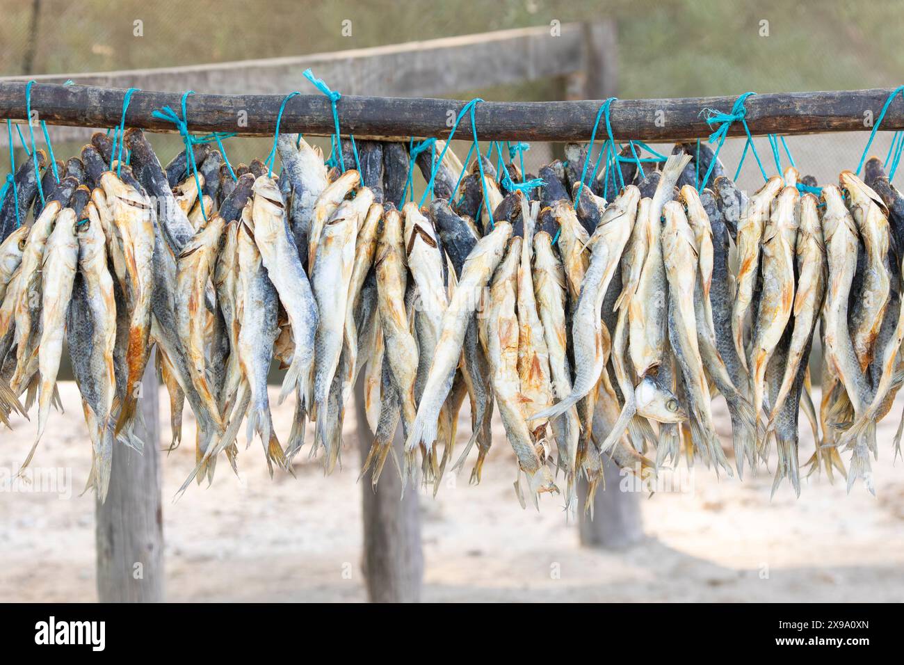 Bokkoms, or dried and salted mullet a traditional delicacy hanging out ...