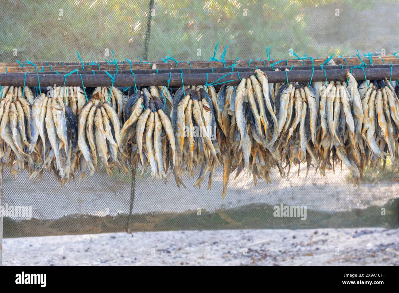 Bokkoms, or dried and salted mullet a traditional delicacy hanging out ...