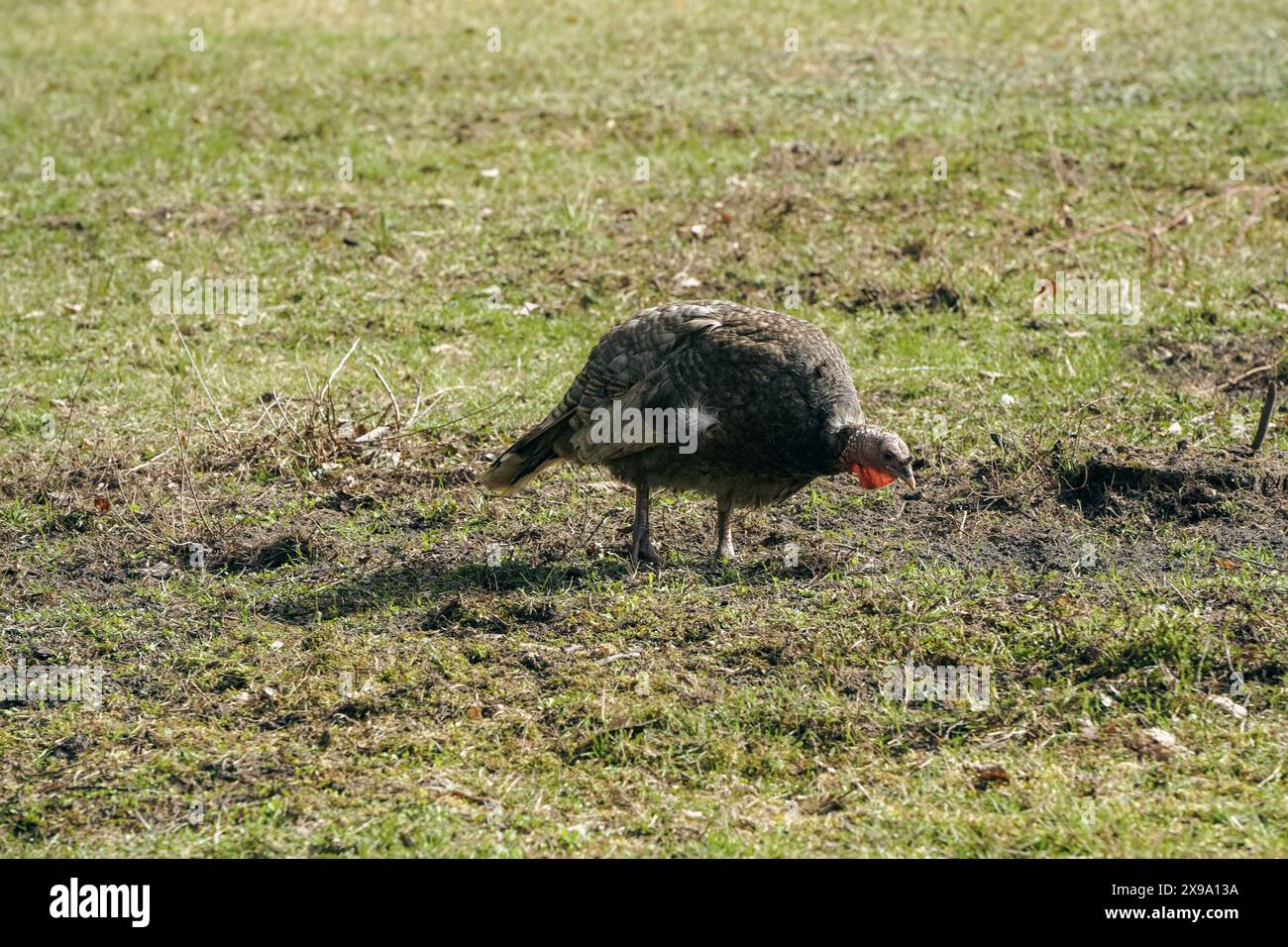 Turkey a pecking on stony ground. The turkey is very large in the ...