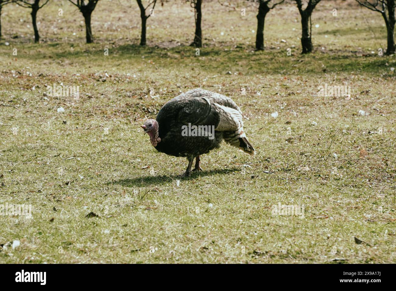 Domestic turkey. Turkeys down on an farm. Sunny day. turkey on the lawn ...