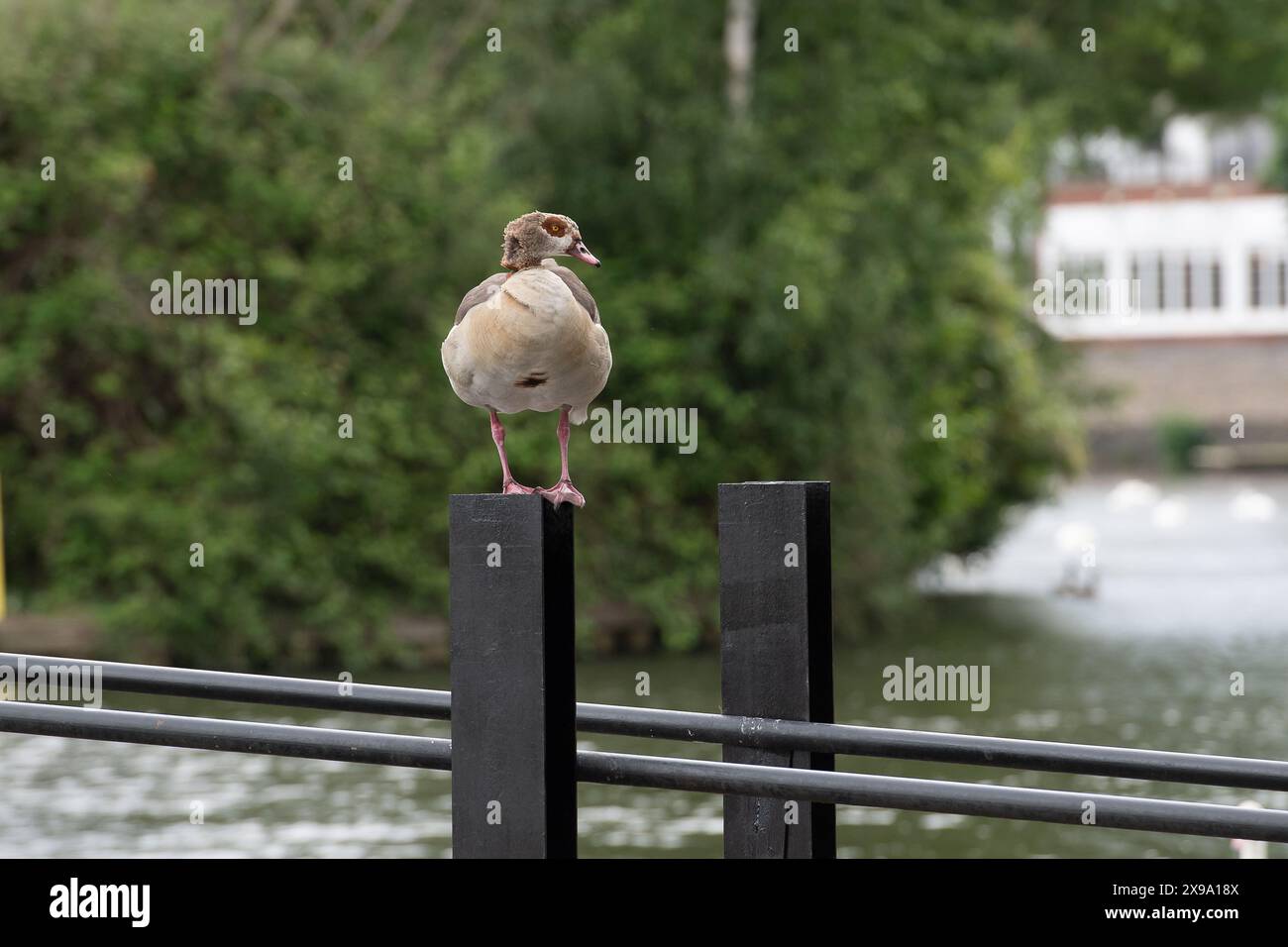 African member of the anatidae family hi-res stock photography and ...