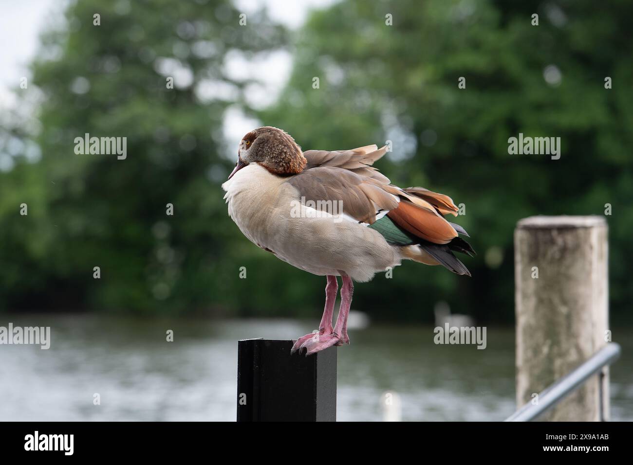 African member of the anatidae family hi-res stock photography and ...