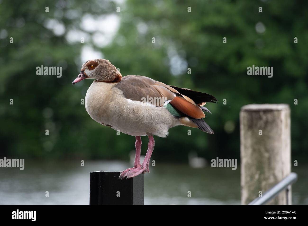 African member of the anatidae family hi-res stock photography and ...