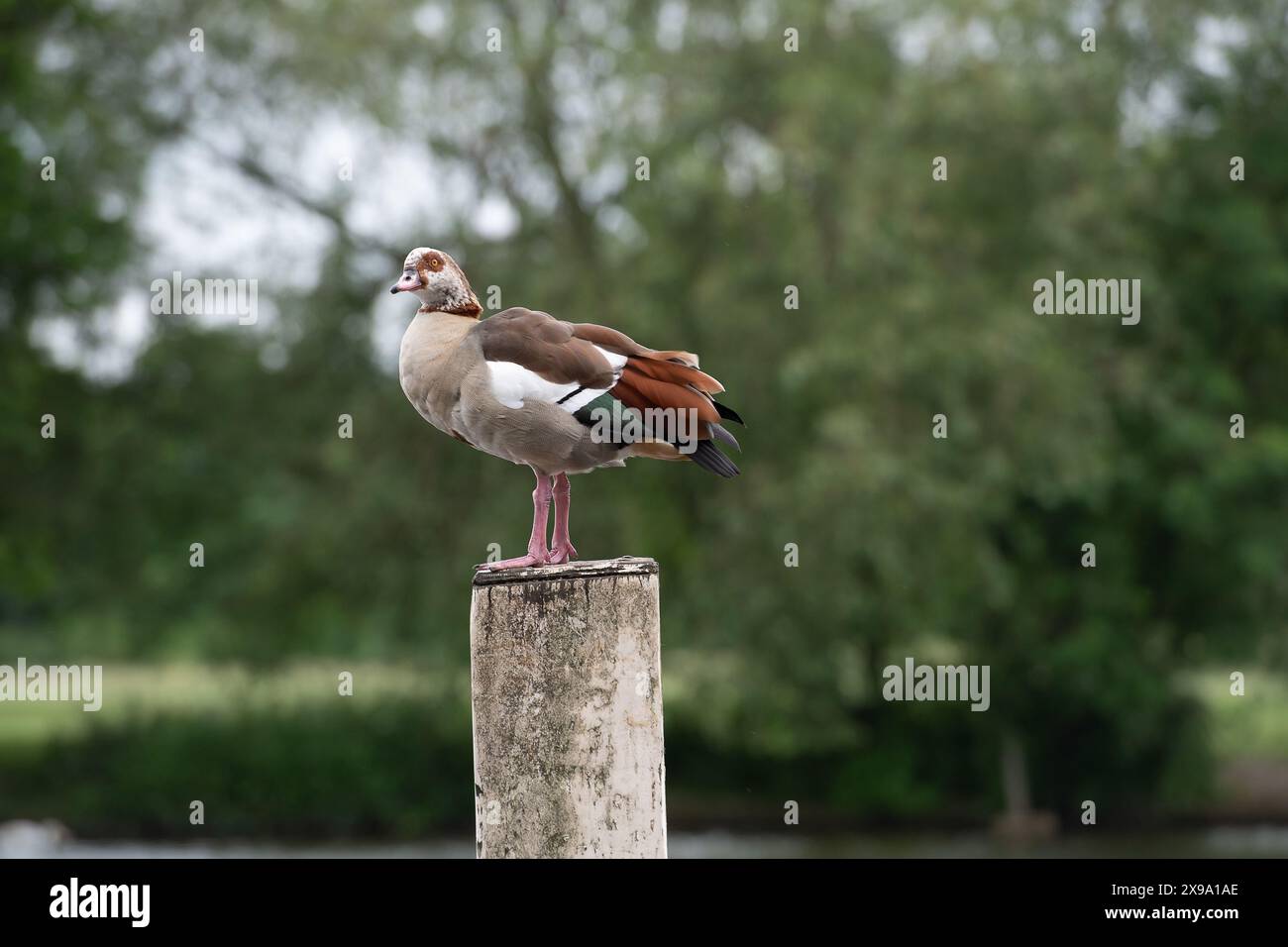 African member of the anatidae family hi-res stock photography and ...