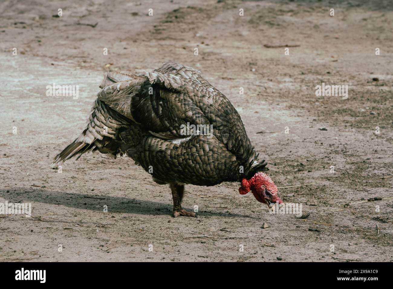 Turkey a pecking on stony ground. The turkey is very large in the ...