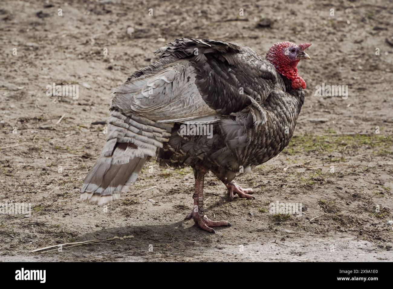 Domestic turkey. Turkeys down on an farm. Sunny day. turkey on the lawn ...