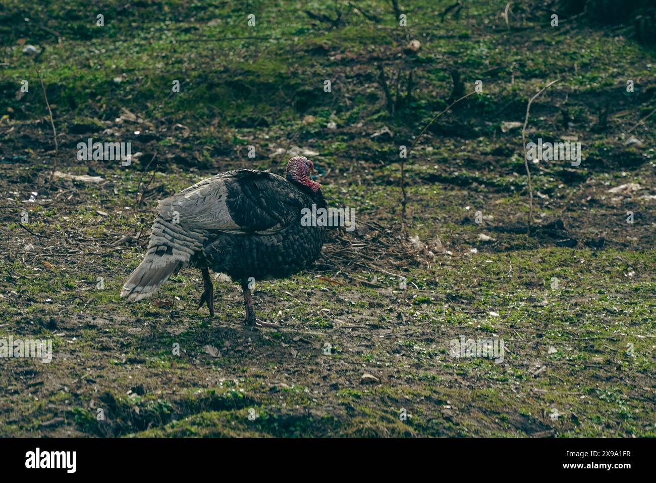 Domestic turkey. Turkeys down on an farm. Sunny day. turkey on the lawn ...