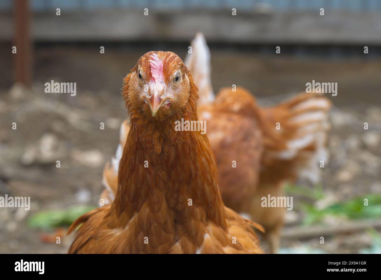 Colorful egg laying chickens hi-res stock photography and images - Alamy
