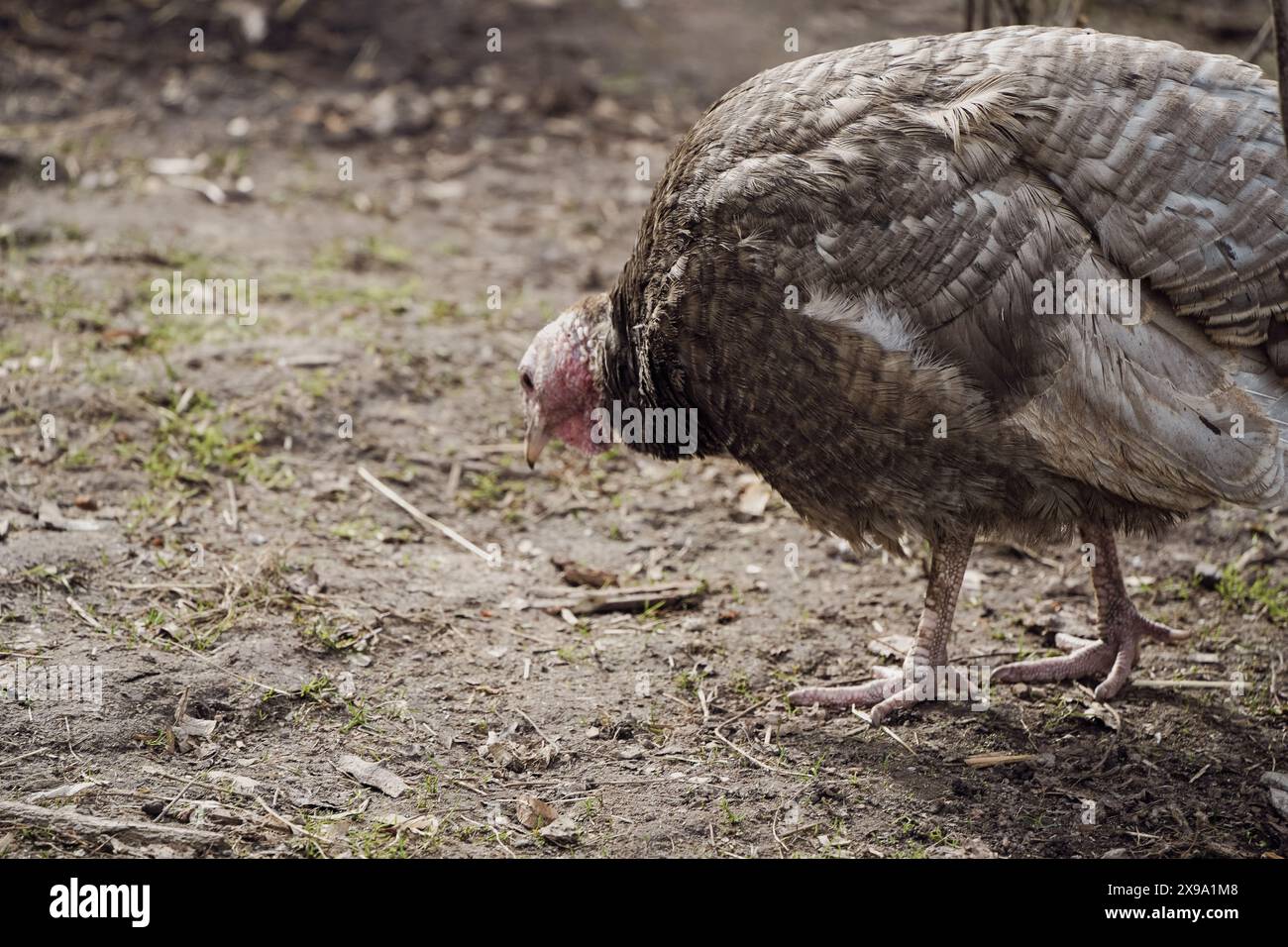 Full turkey meat wings hi-res stock photography and images - Alamy