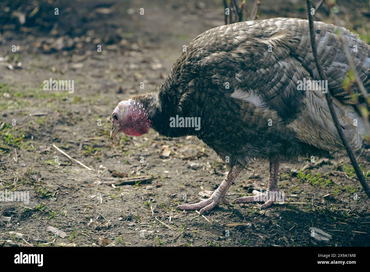 Turkey in full plumage. Pastures grow turkey on a farm. A live turkey ...
