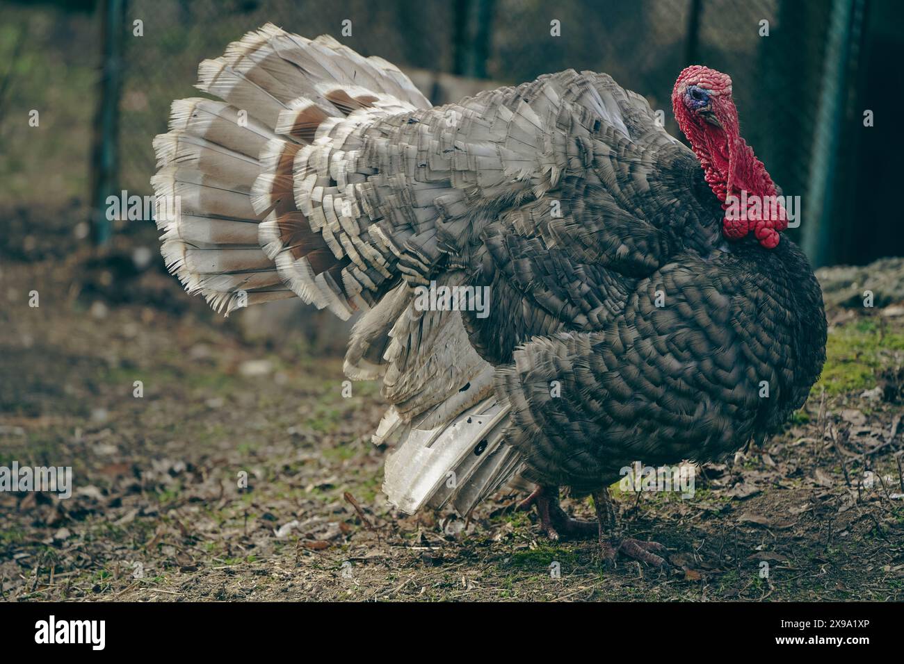Rural countryside landscape whith broad breasted white domestic turkey ...