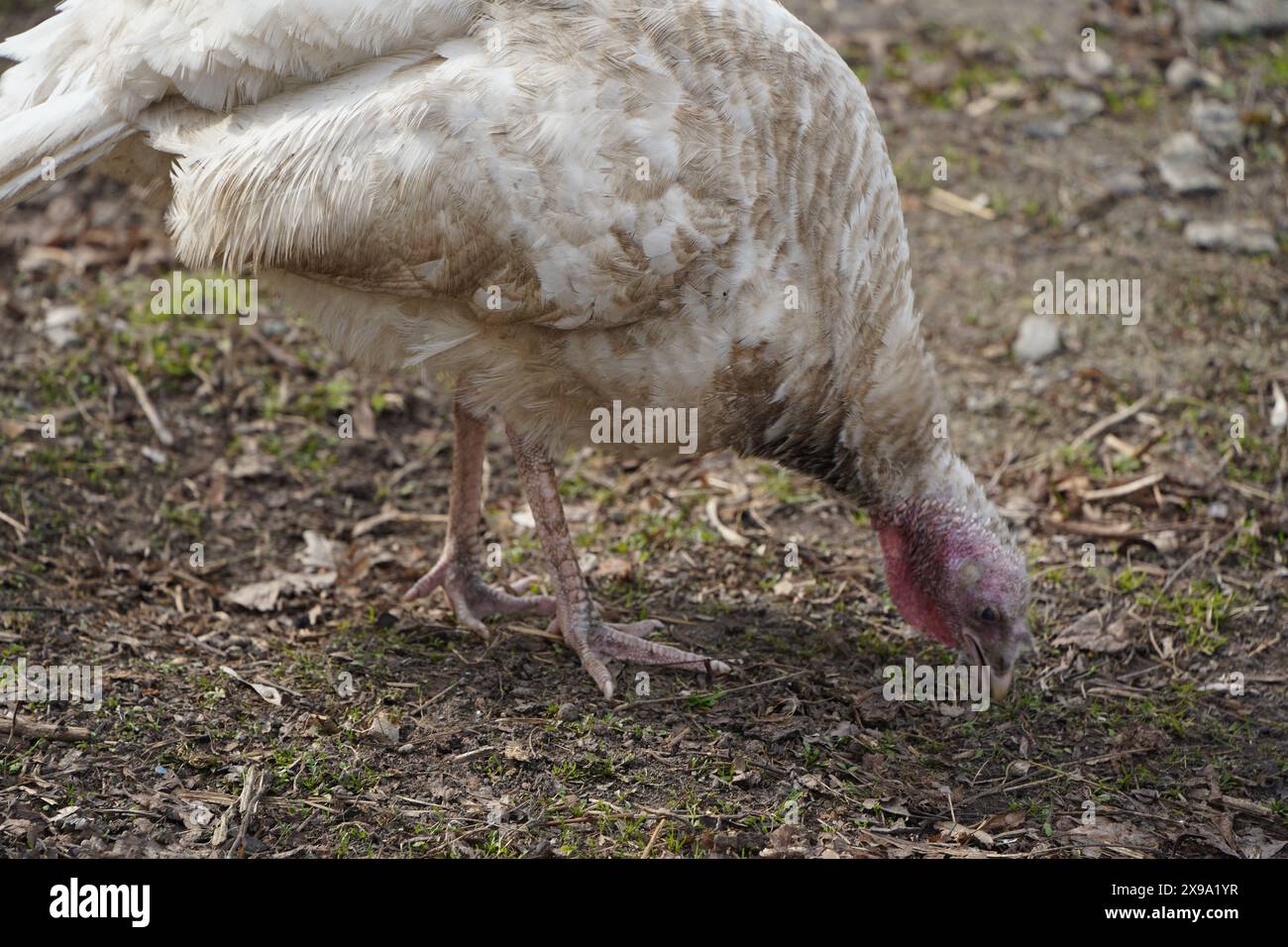 Common white turkey on the birds yard close-up. Turkeys on free range ...