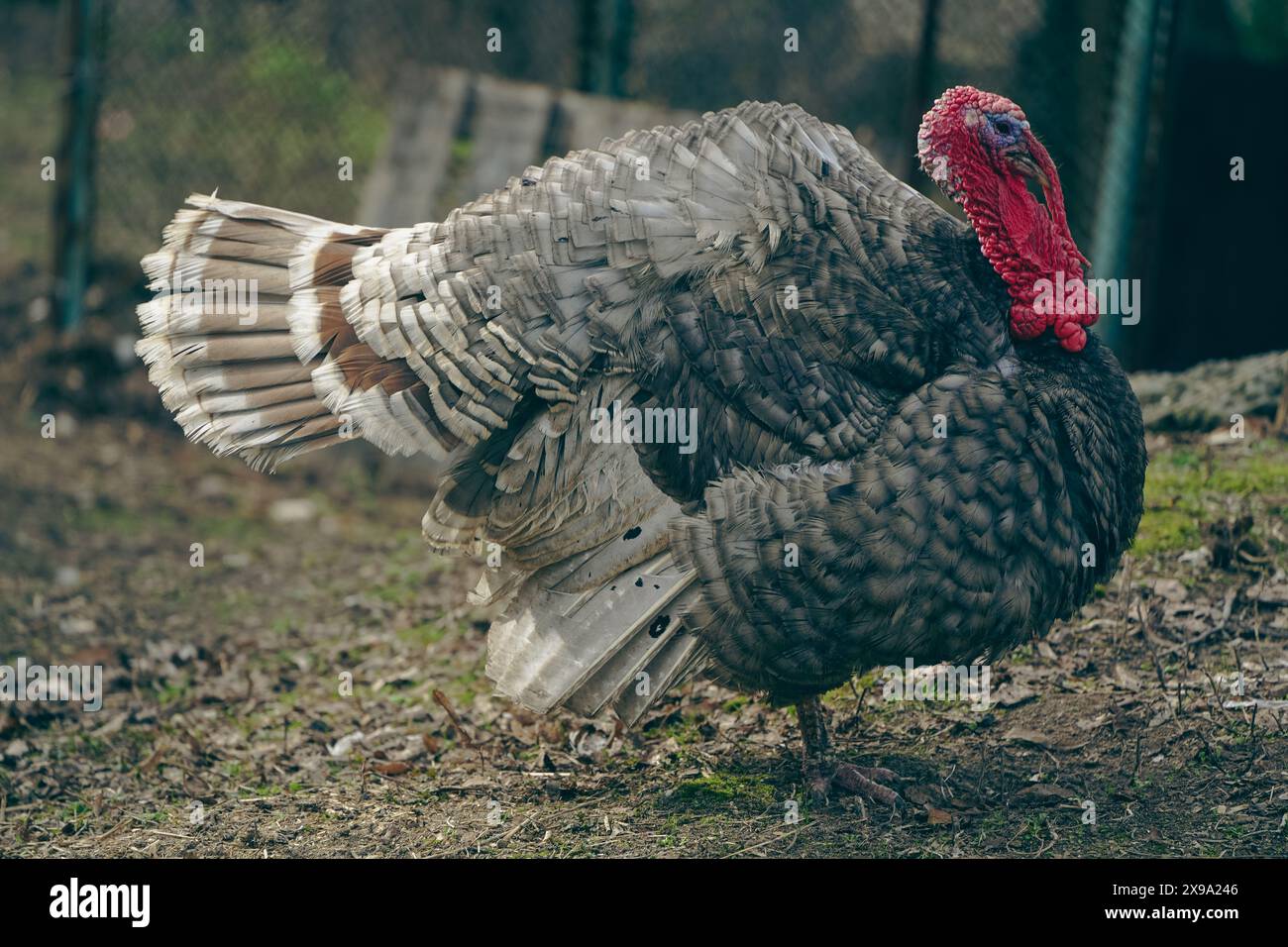 Full turkey meat wings hi-res stock photography and images - Alamy