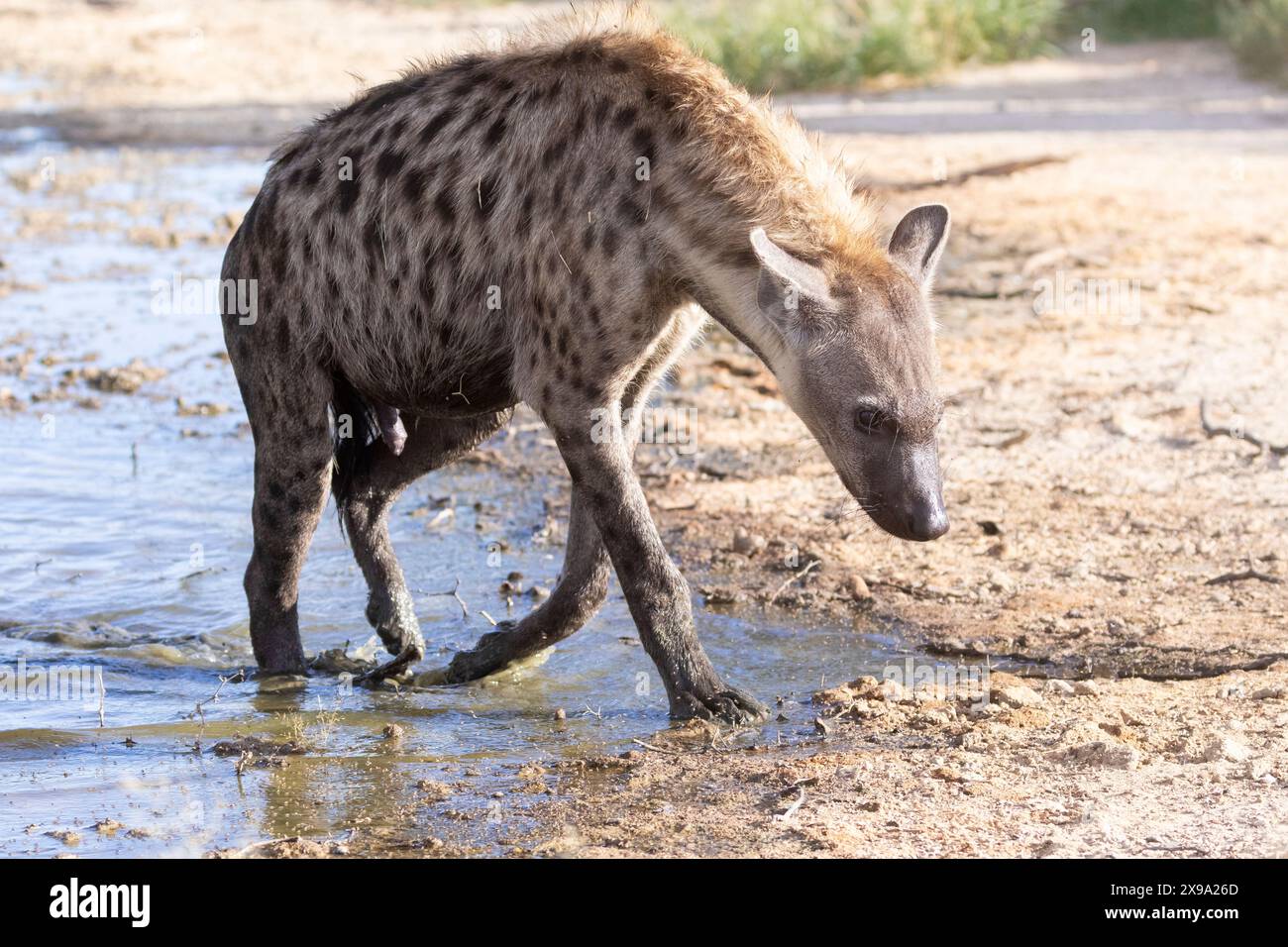 Alpha female Spotted Hyena (Crocuta crocuta) leaving waterhole ...