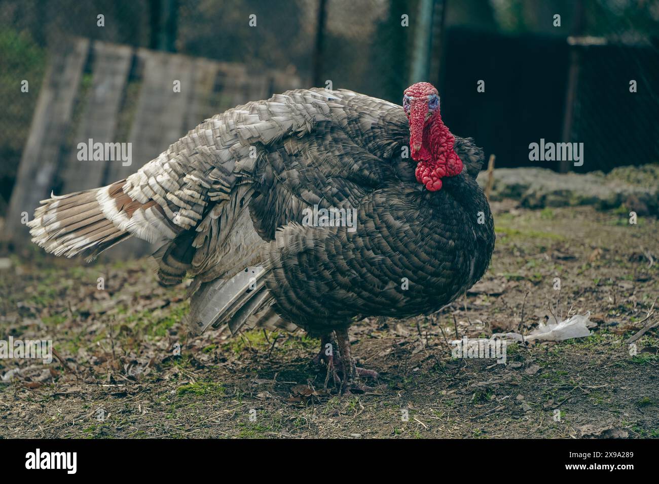 Full turkey meat wings hi-res stock photography and images - Alamy