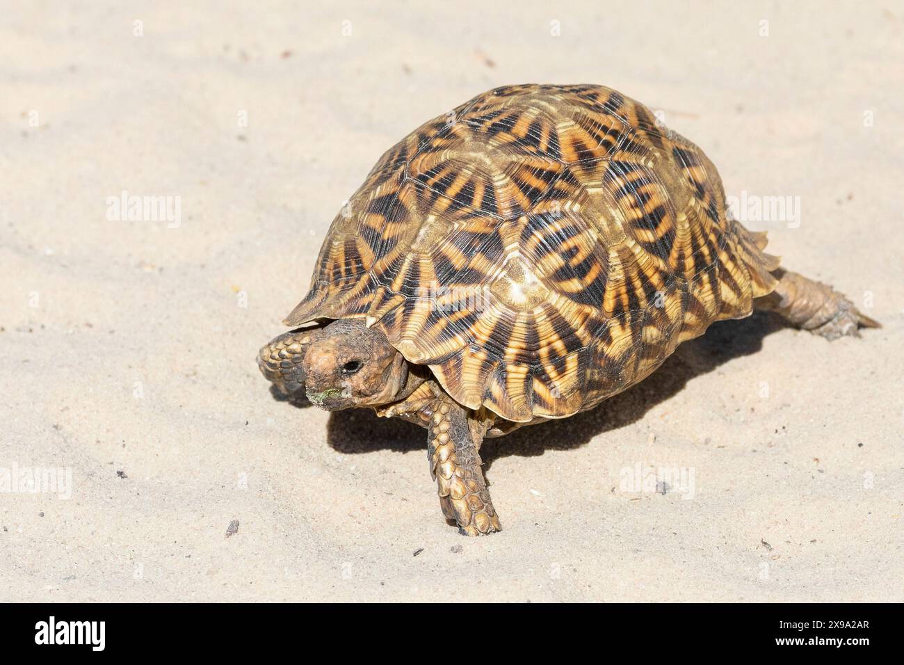 Kalahari Tent Tortoise / Serrated Tortoise (Psammobates oculifer ...